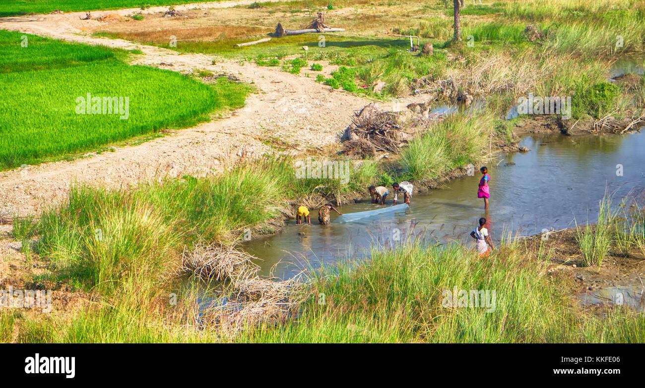 Children fishing with nets in channel at edge of rice fields ...