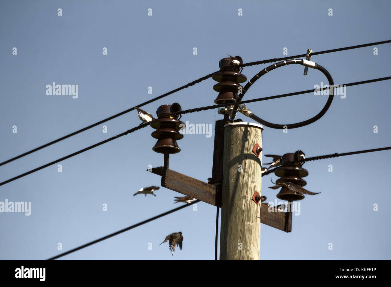 House Martins on wires. Transmission lines as habitats of birds ...