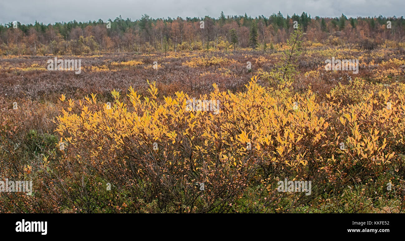 Autumn forest, lake country and the bog in the taiga zone, polar willow ...