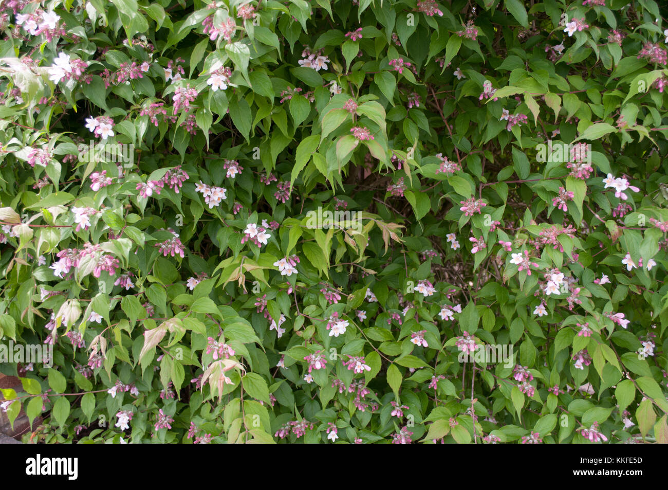 Dipelta flowering hi-res stock photography and images - Alamy