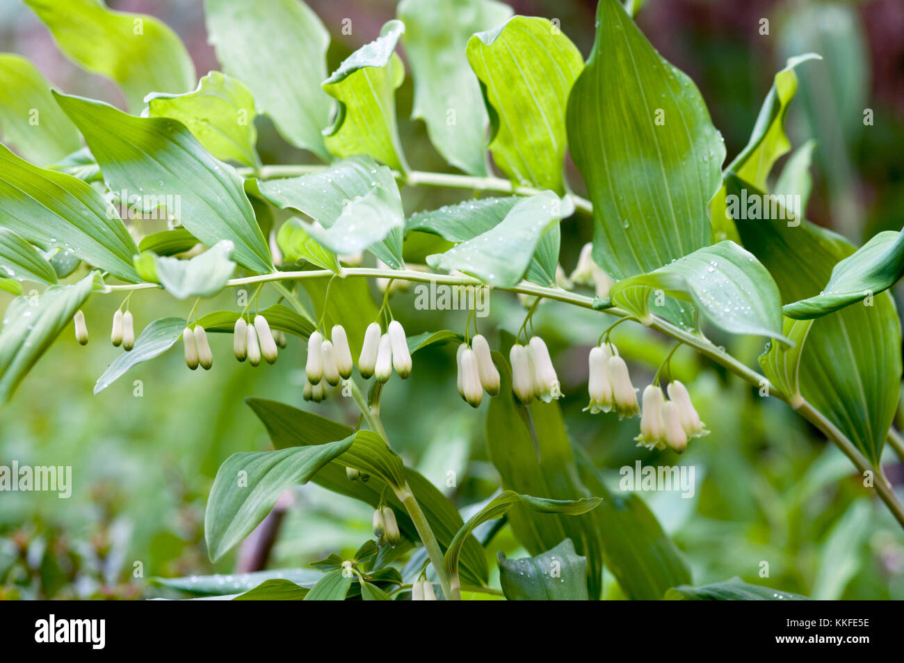 Polygonatum hi-res stock photography and images - Alamy
