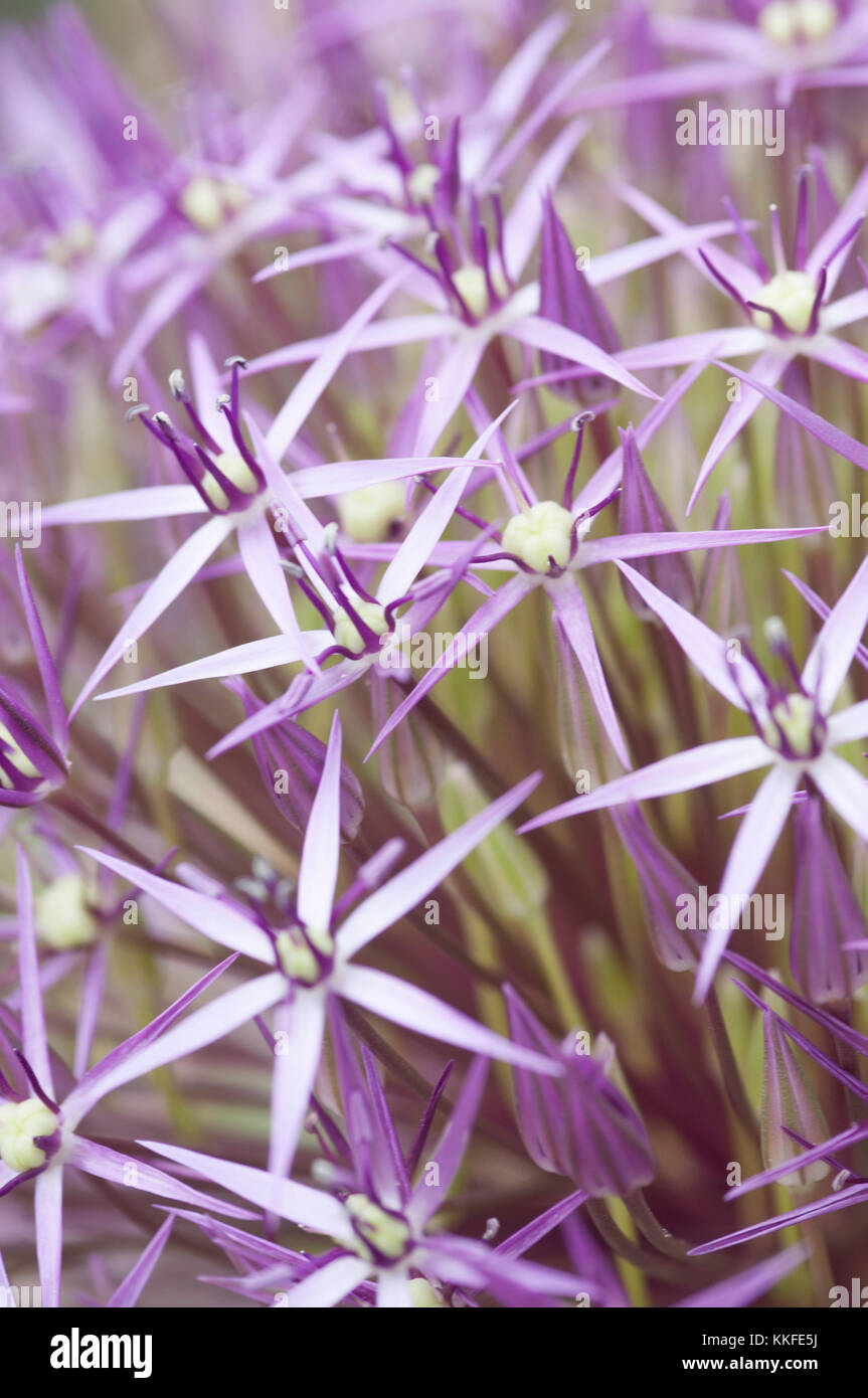 Allium Christophii High Resolution Stock Photography and Images - Alamy