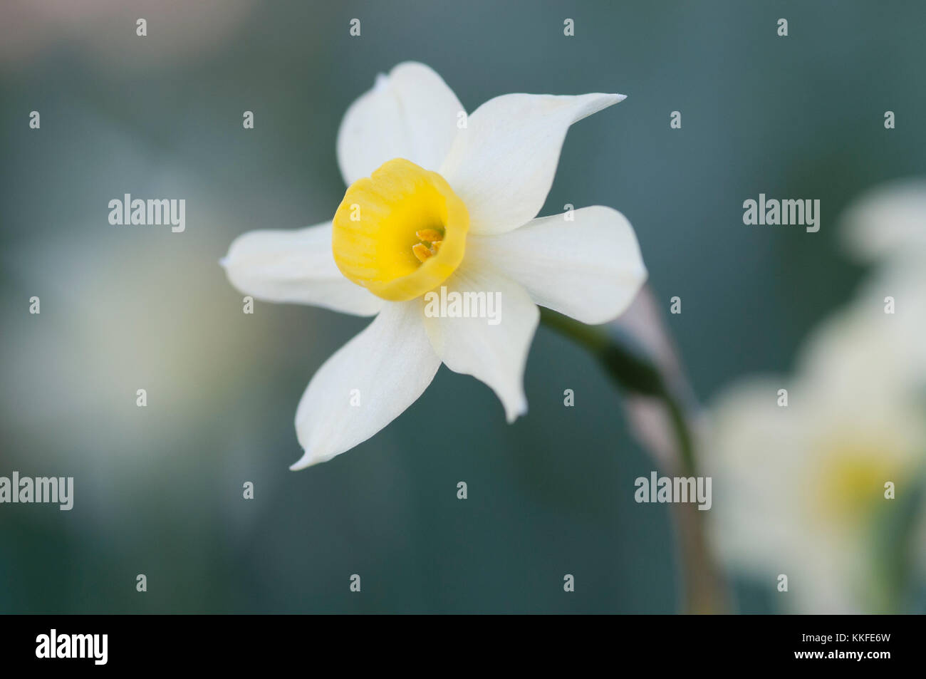 Daffodil minnow hi-res stock photography and images - Alamy