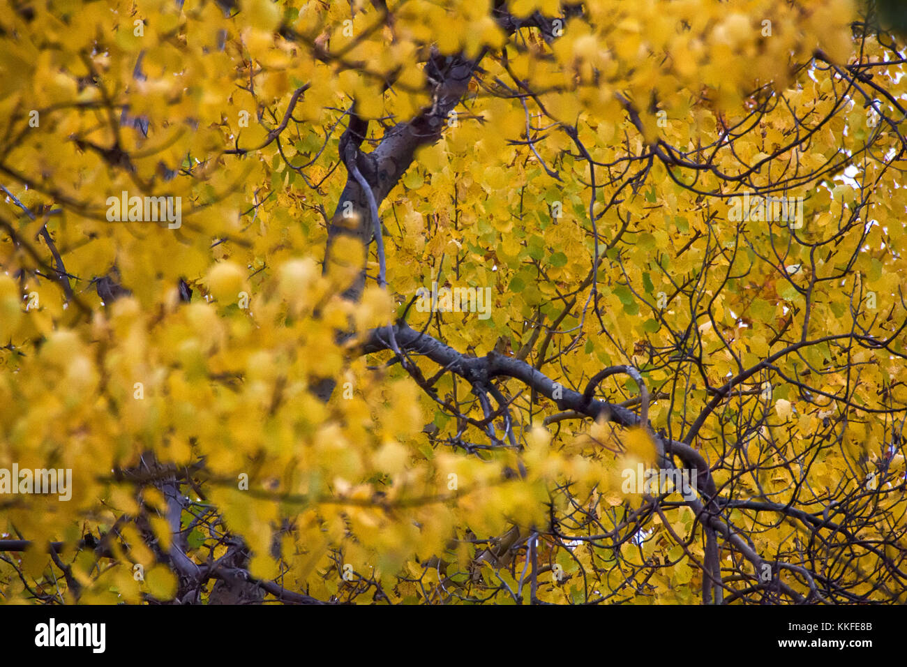 Mellow autumn. Golden autumn aspen. Sad beauty of autumn and Royal rich ...