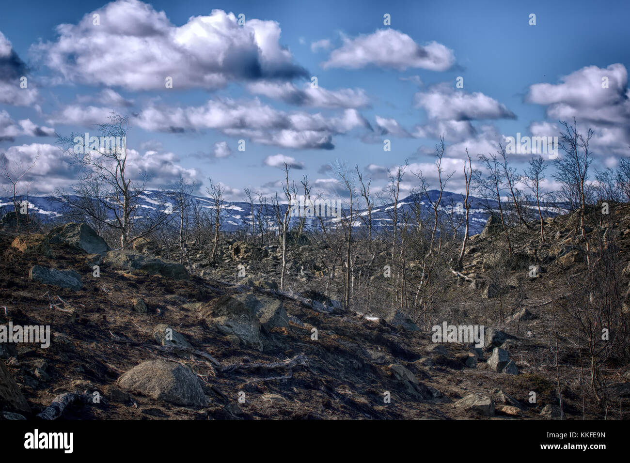 forest-tundra turned into desert after contamination of soil and air by ...