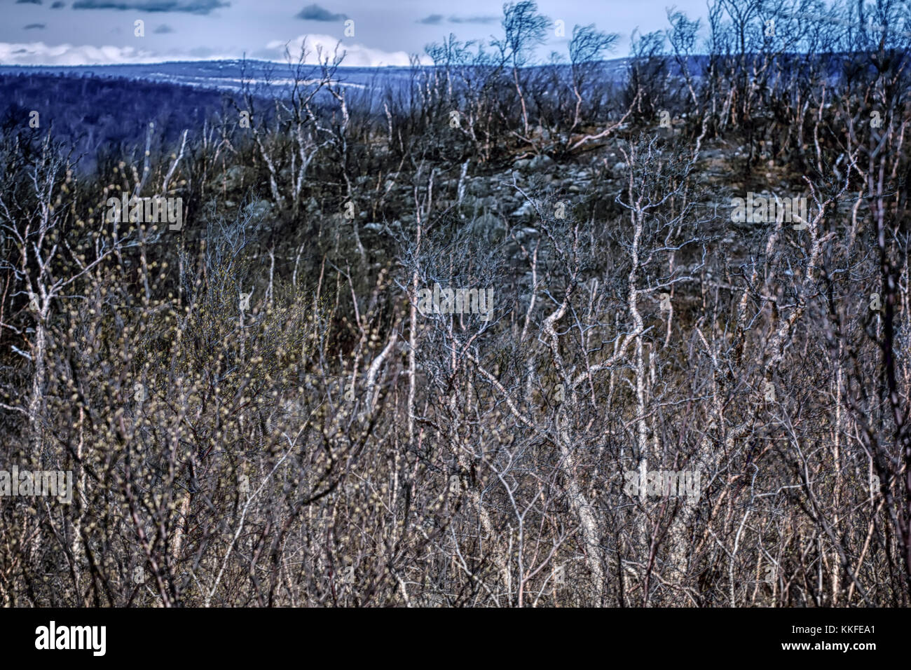 forest-tundra turned into desert after contamination of soil and air by ...