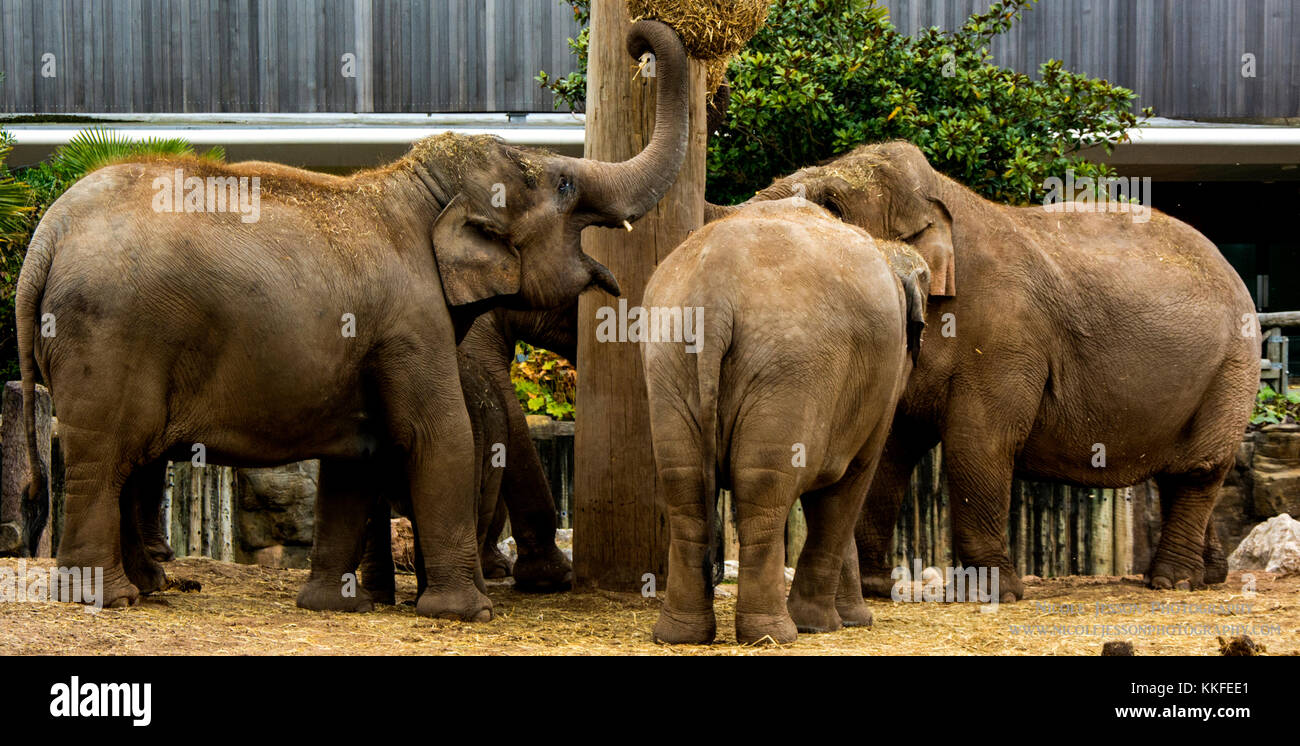 Elephant feeding time at the zoo Stock Photo - Alamy