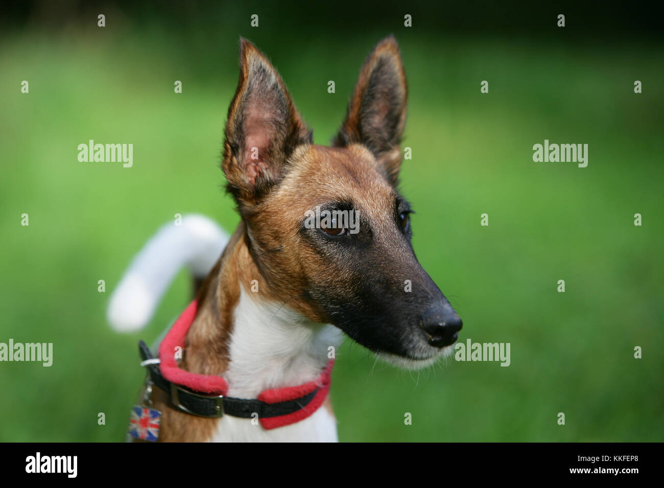 Smooth fox terrier hi-res stock photography and images - Alamy