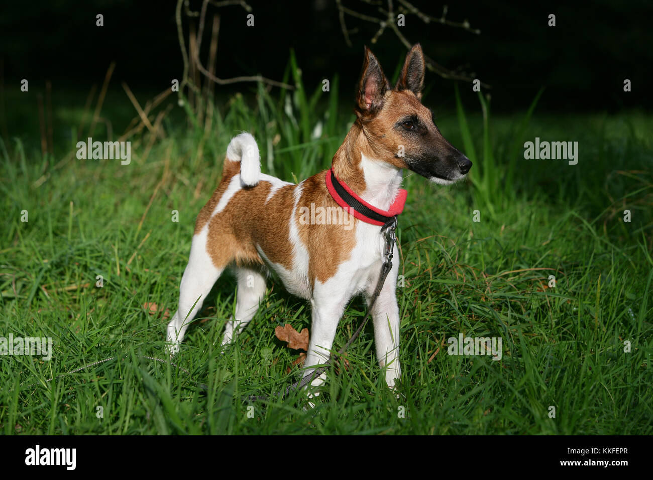 Smooth fox terrier hi-res stock photography and images - Alamy