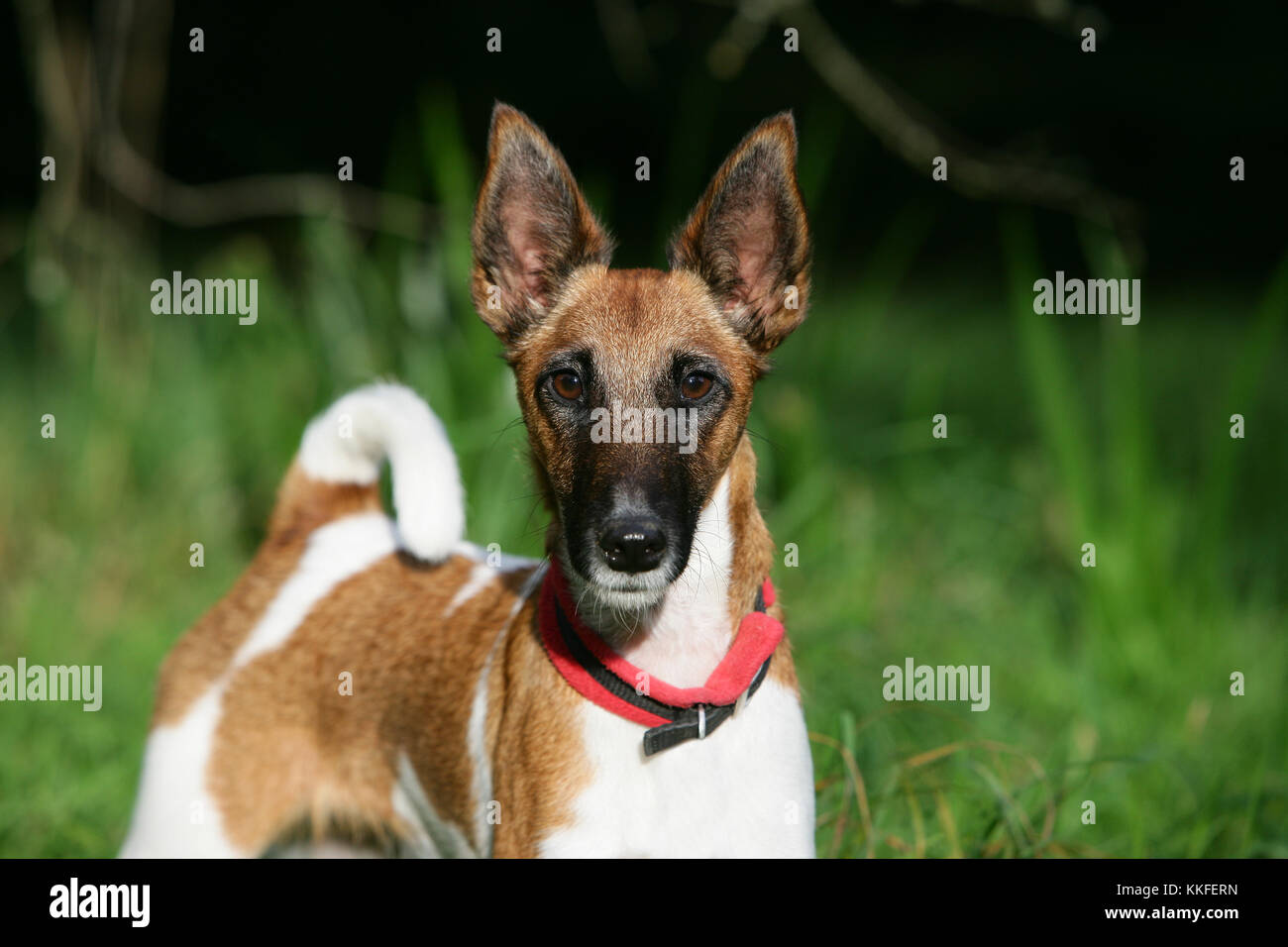 Smooth fox terrier hi-res stock photography and images - Alamy