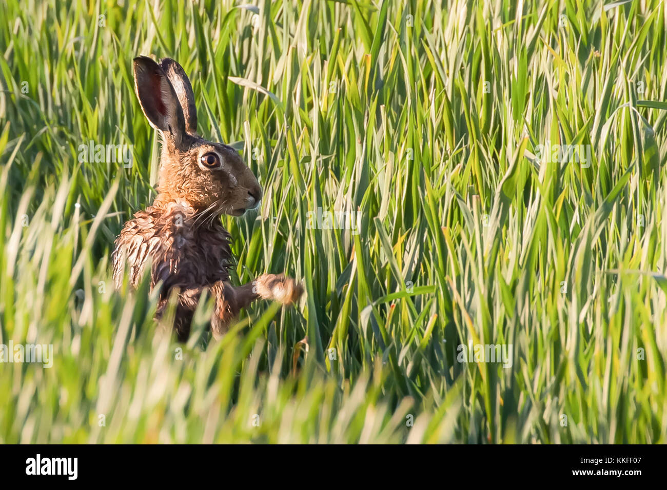 Wild hare having a morning wash in the warmth of the sunrise. Norfolk ...