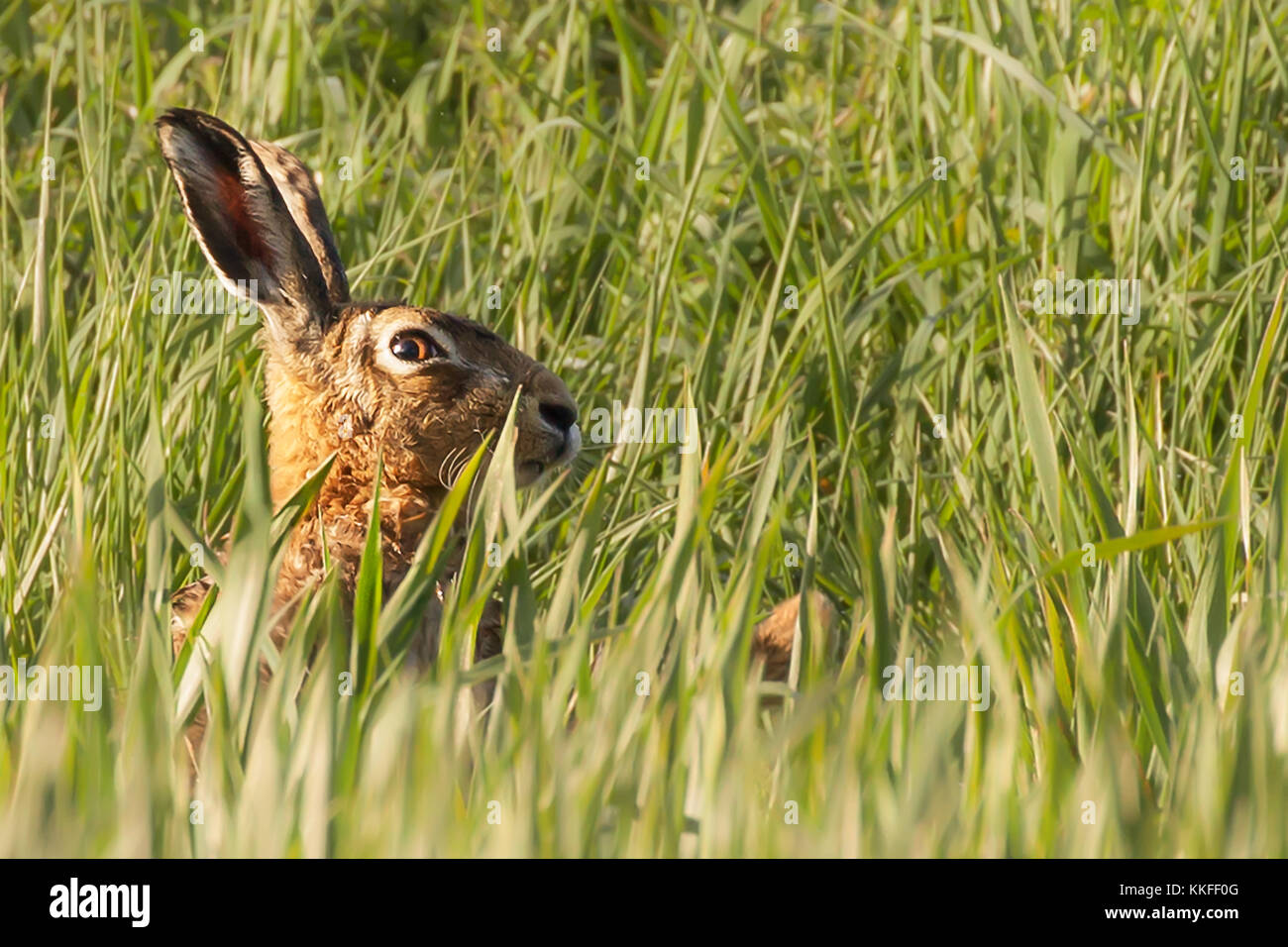 Norfolks wild hare peeking above the track in a crop field close up ...