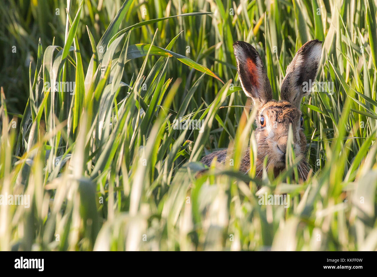 Norfolks wild hare peeking above the crop field looking at the camera ...
