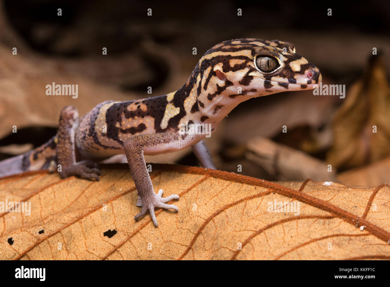 A yucatan banded gecko, one of the prettiest lizards of central america ...