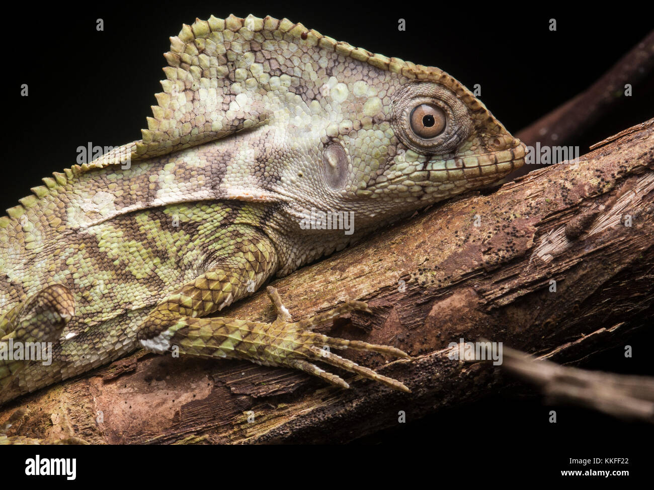 A helmeted iguana (Corytophanes cristatus) from Belize spends the night ...