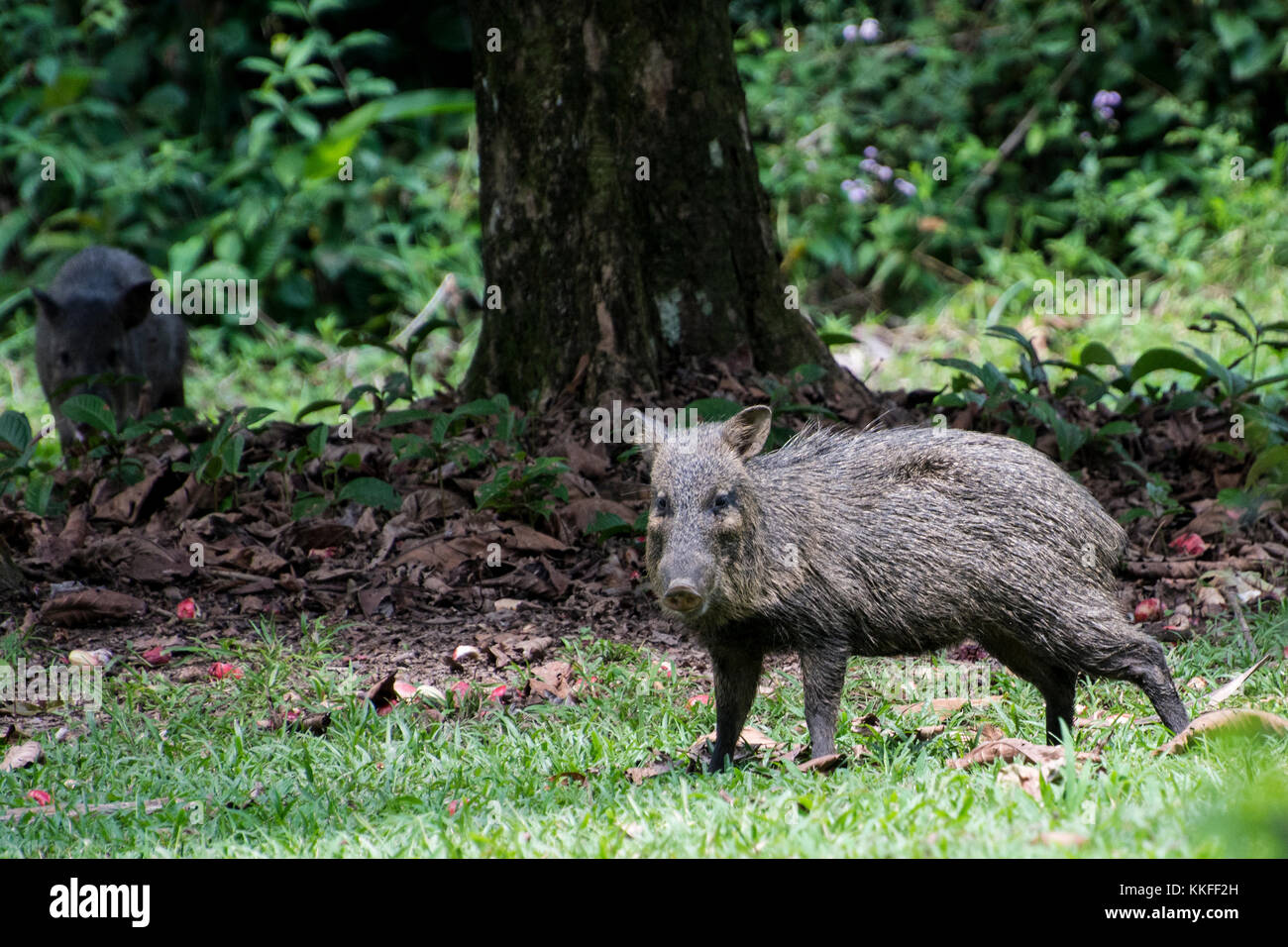 Wild collared peccaries forage on fallen fruit in Cockscomb basin ...