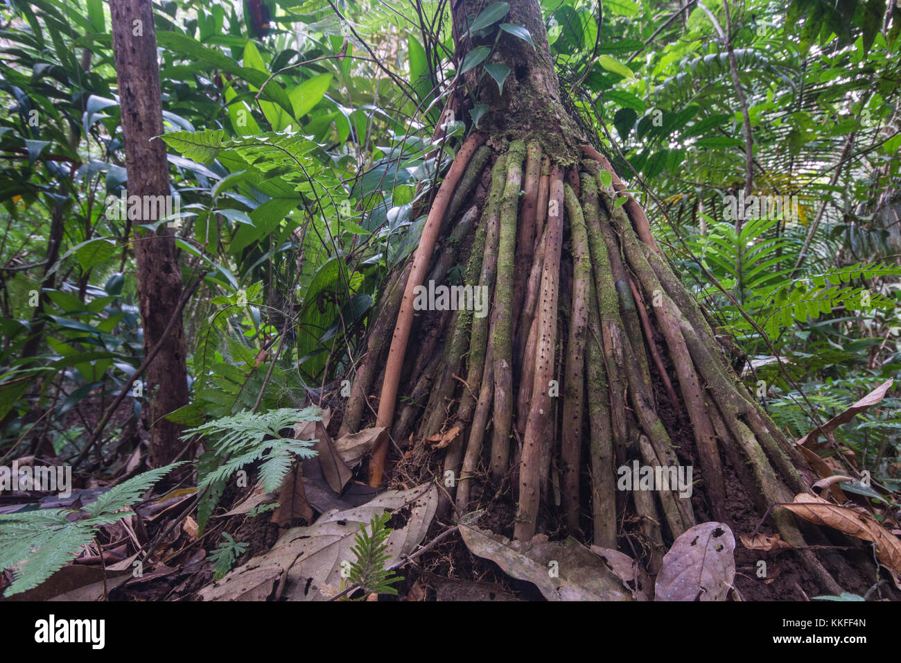 An interesting palm with an interesting tangle of roots easily visible ...