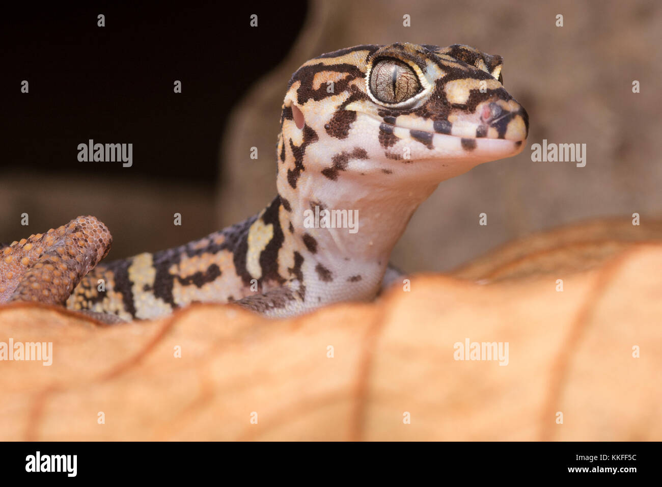 A yucatan banded gecko, one of the prettiest lizards of central america ...