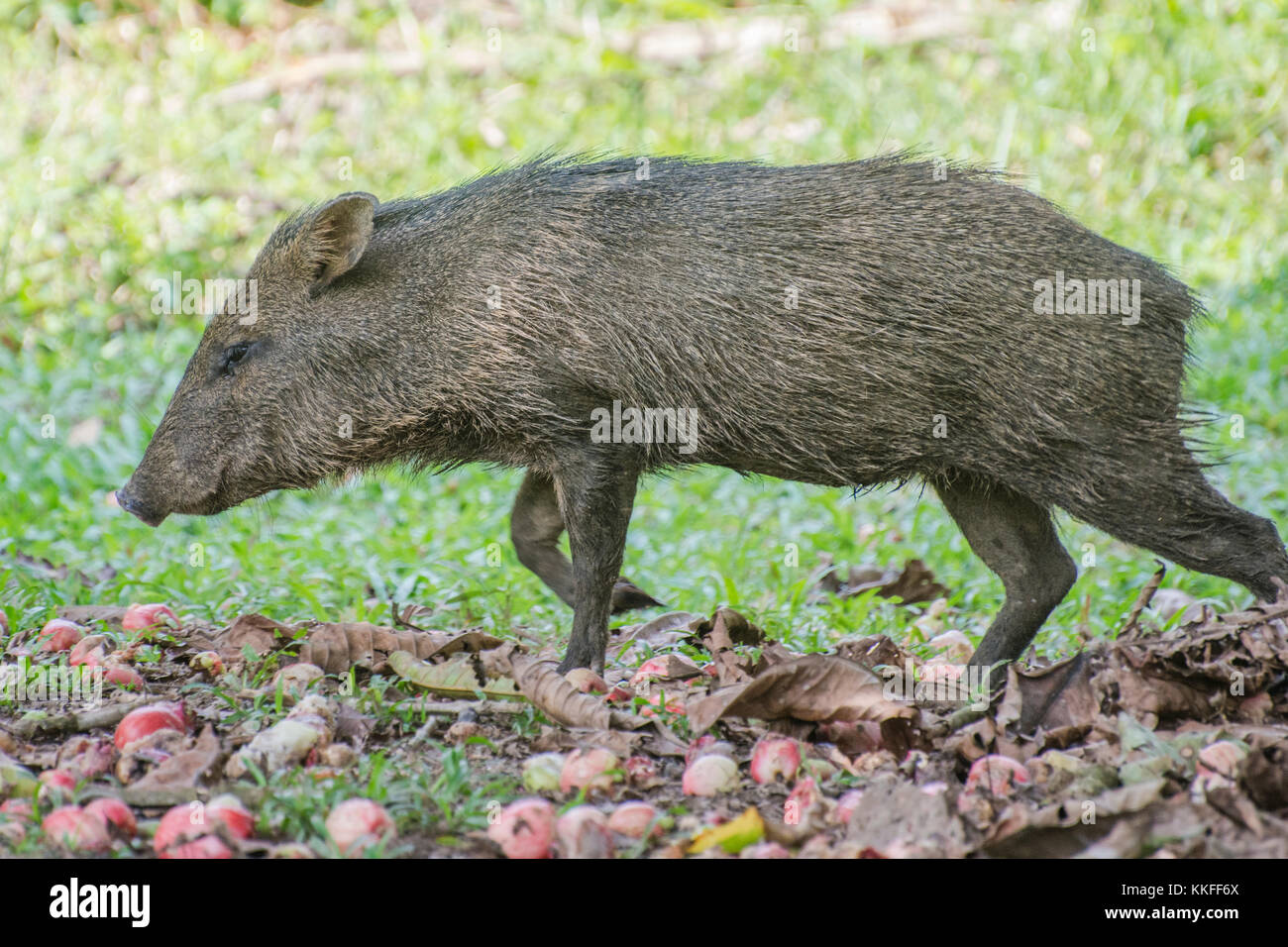 Wild collared peccaries forage on fallen fruit in Cockscomb basin ...