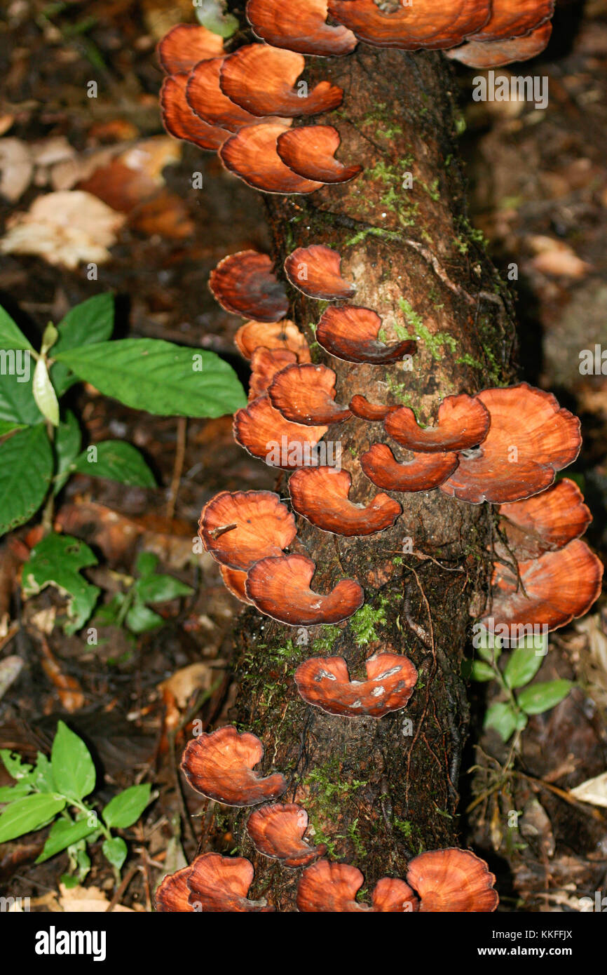 Plate fungus hi-res stock photography and images - Alamy