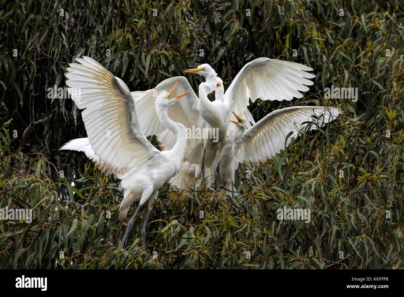 Great egrets competing for food in the Laguna de Santa Rosa, California ...