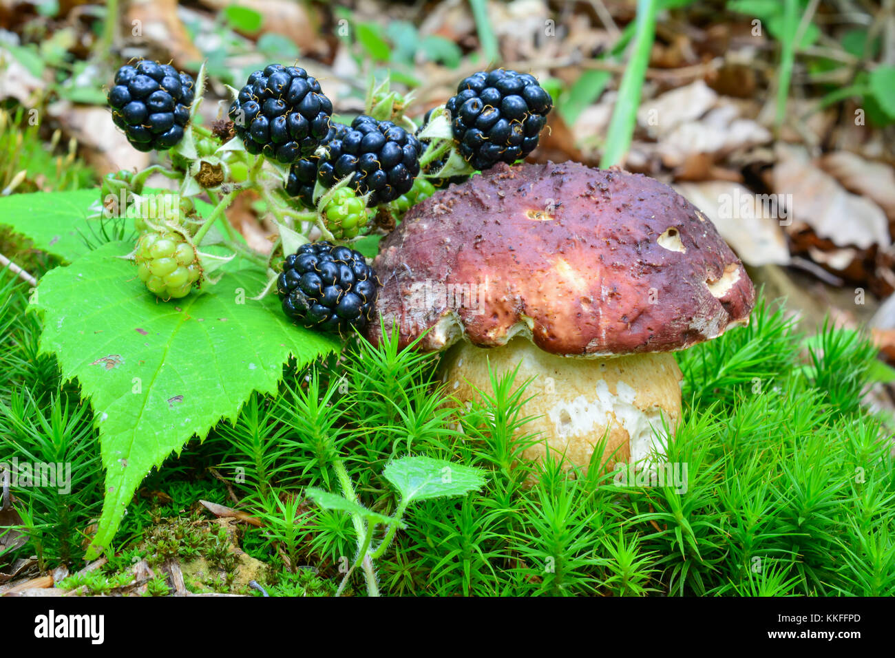 Blue stalk mushroom hi-res stock photography and images - Alamy