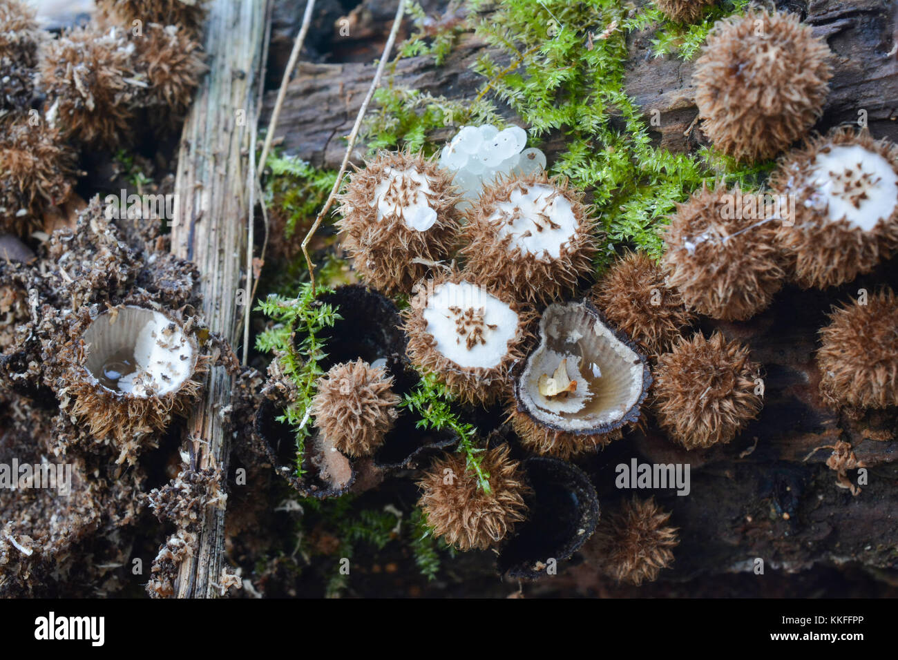 Unusual, inedible mushrooms, Cyathus striatus or Fluted Bird's Nest ...