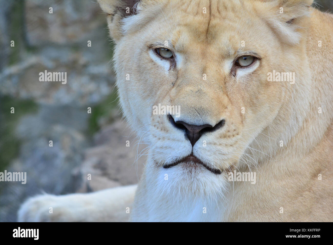 Lioness face hi-res stock photography and images - Alamy
