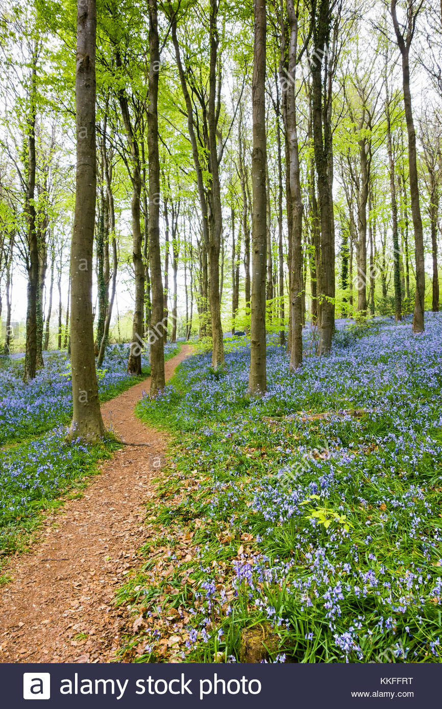 Woodland Walk With Bluebells High Resolution Stock Photography and ...