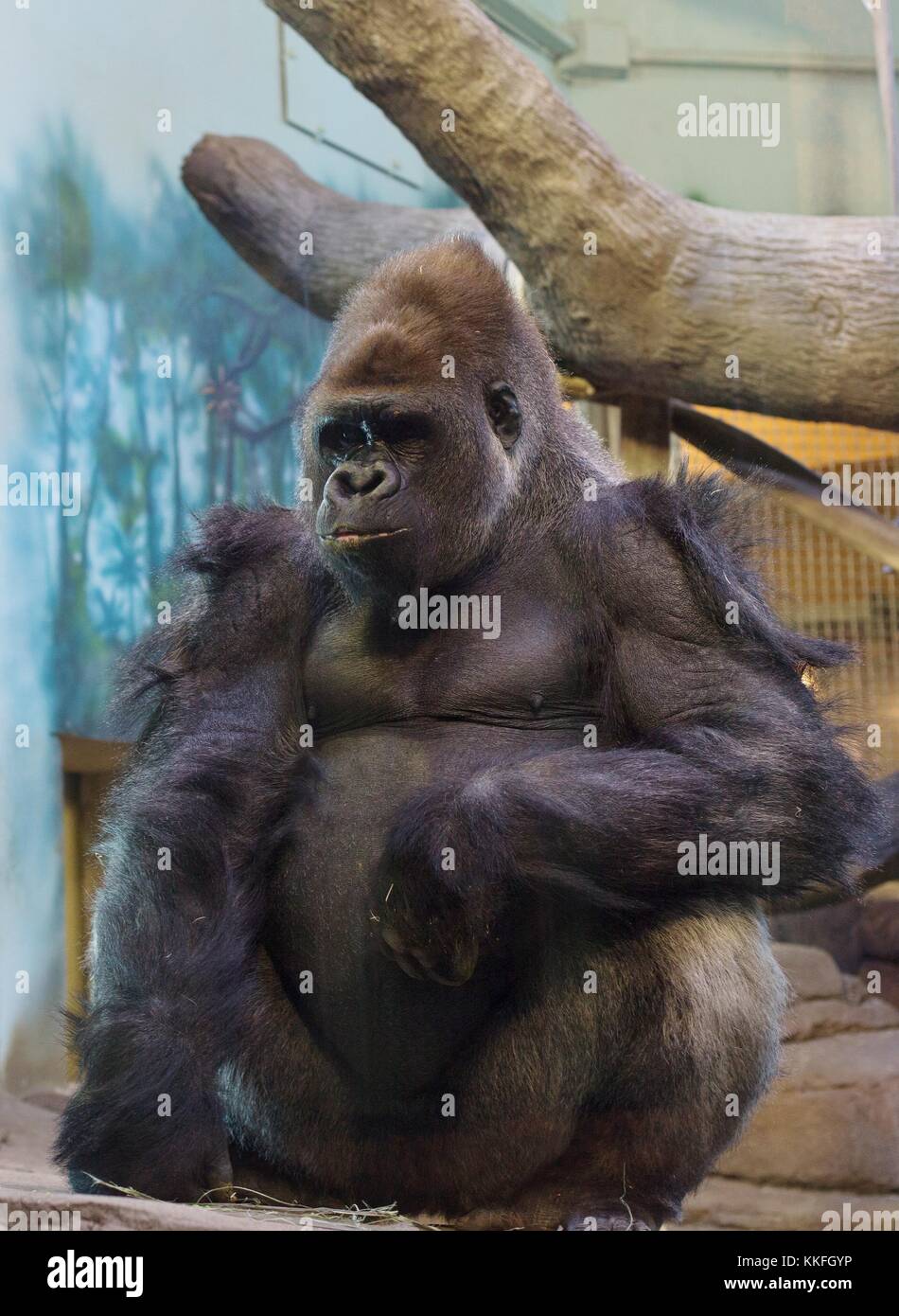 A gorilla in a zoo Stock Photo - Alamy