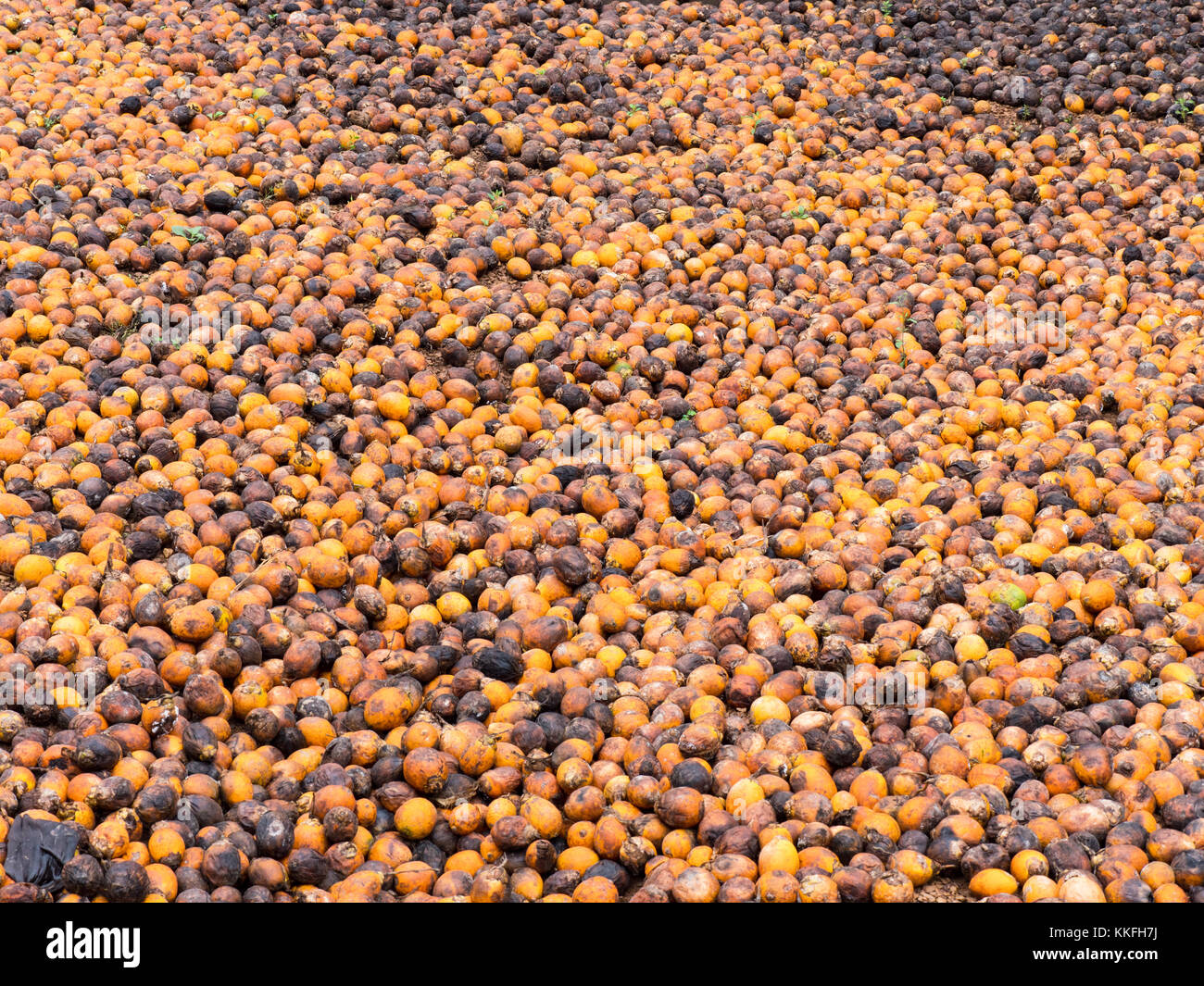 Areca nuts, also called betel nuts, in a village of the Tanintharyi ...