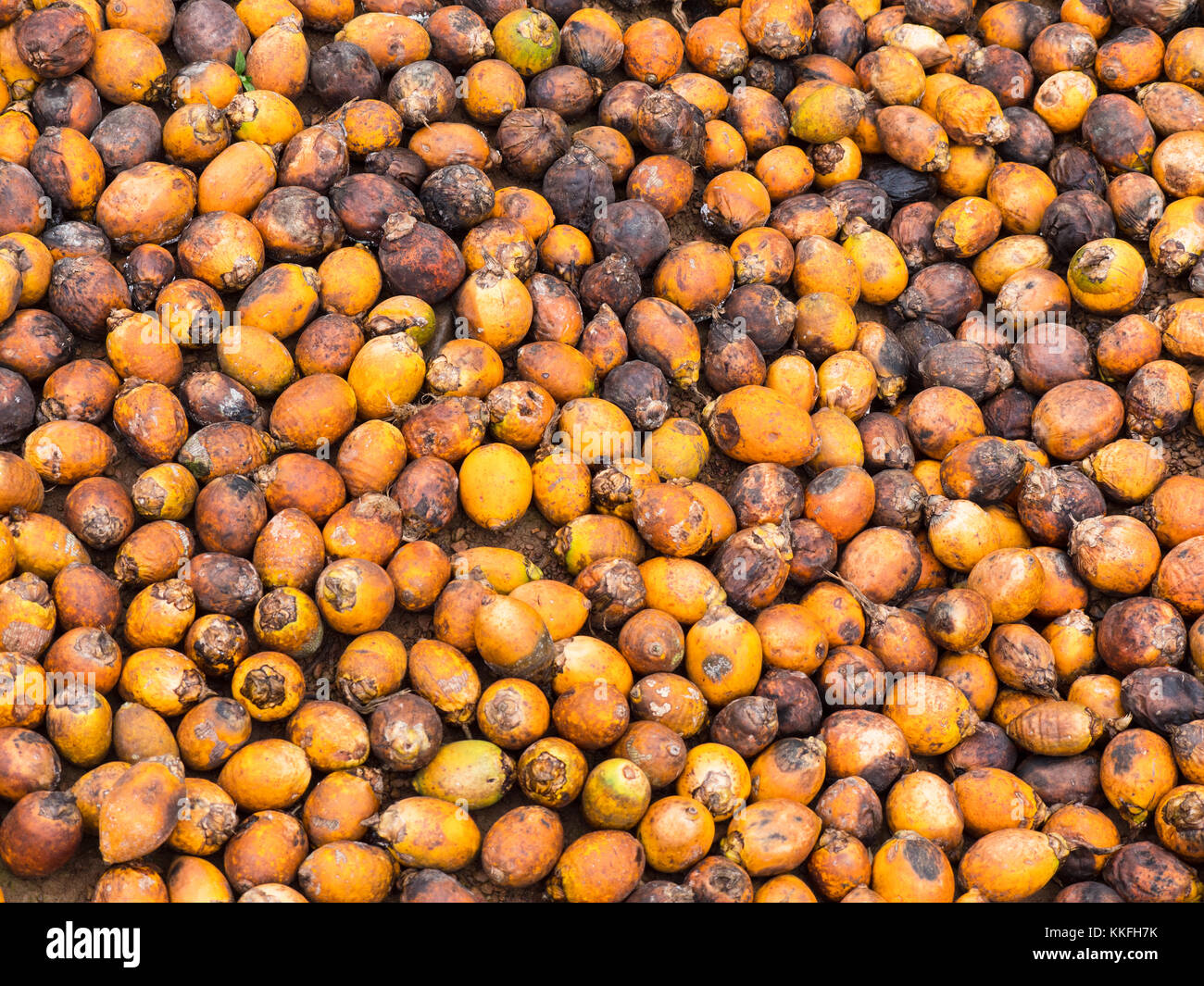 Areca nuts, also called betel nuts, in a village of the Tanintharyi ...
