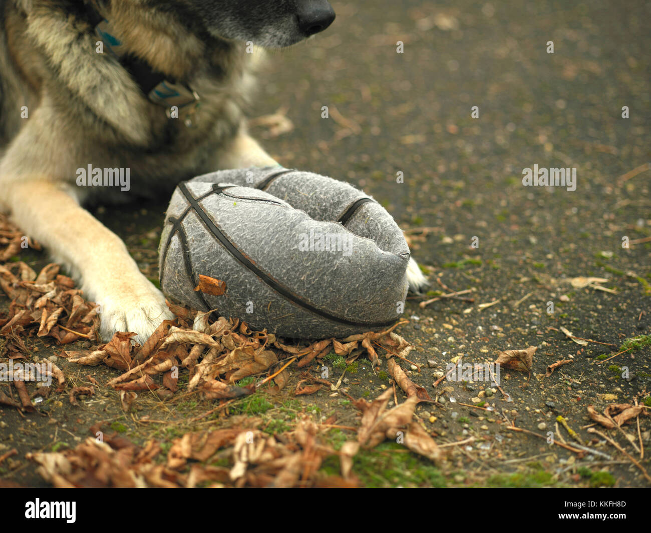 A dog guarding a punctured ball, outdoor cropped image Stock Photo - Alamy