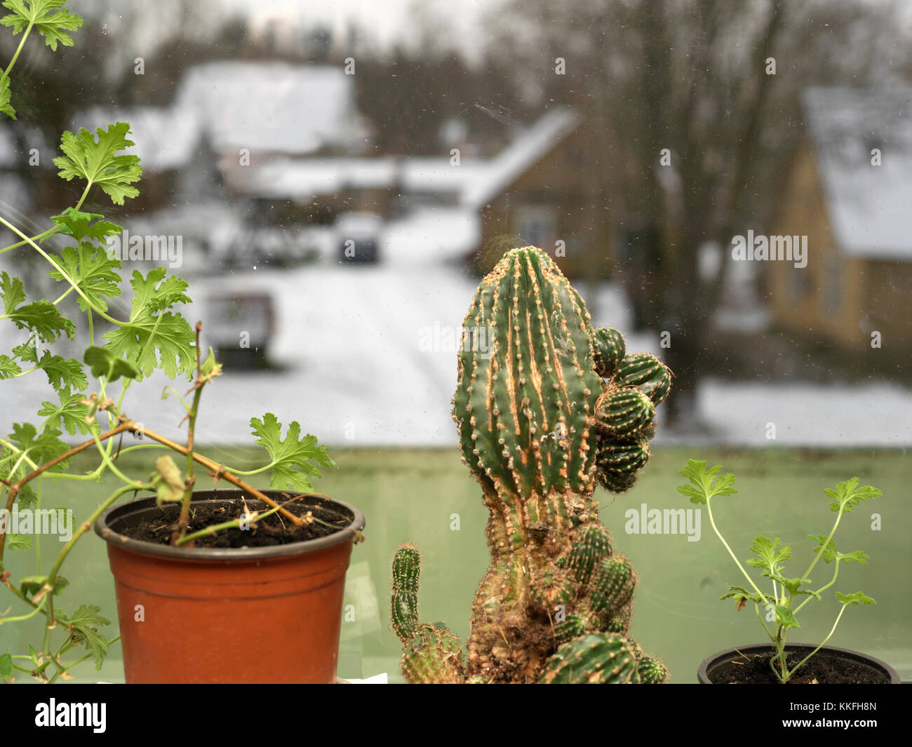 A cactus on the window sill and winter scene in the blurred background ...