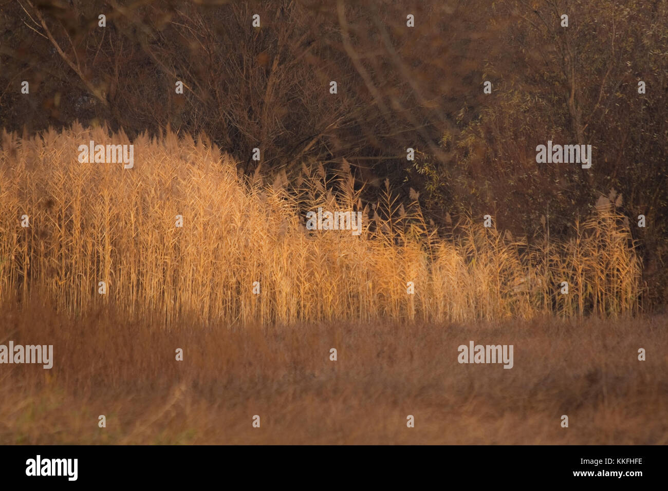 yellow reed with brown background Stock Photo - Alamy