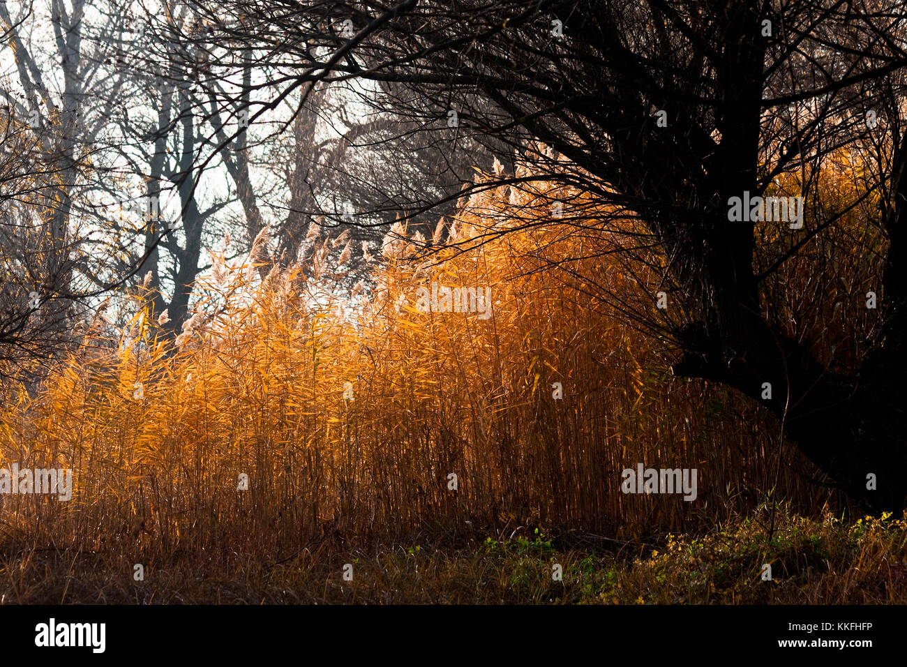 Timeless plants hi-res stock photography and images - Alamy