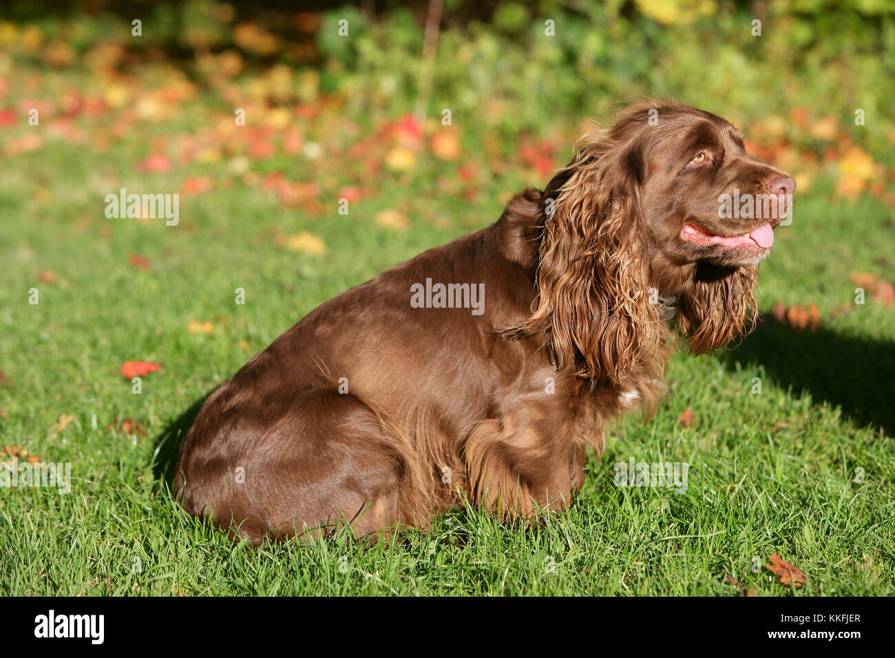 Sussex Spaniel High Resolution Stock Photography and Images - Alamy