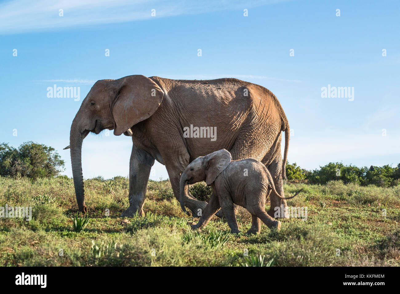 Addo elephant national park hi-res stock photography and images - Alamy