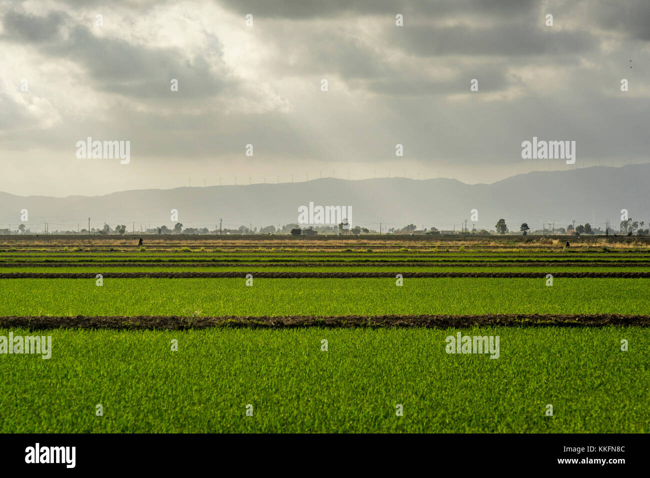 Rice fields in the Ebro Delta, Catalonia, Spain Stock Photo - Alamy