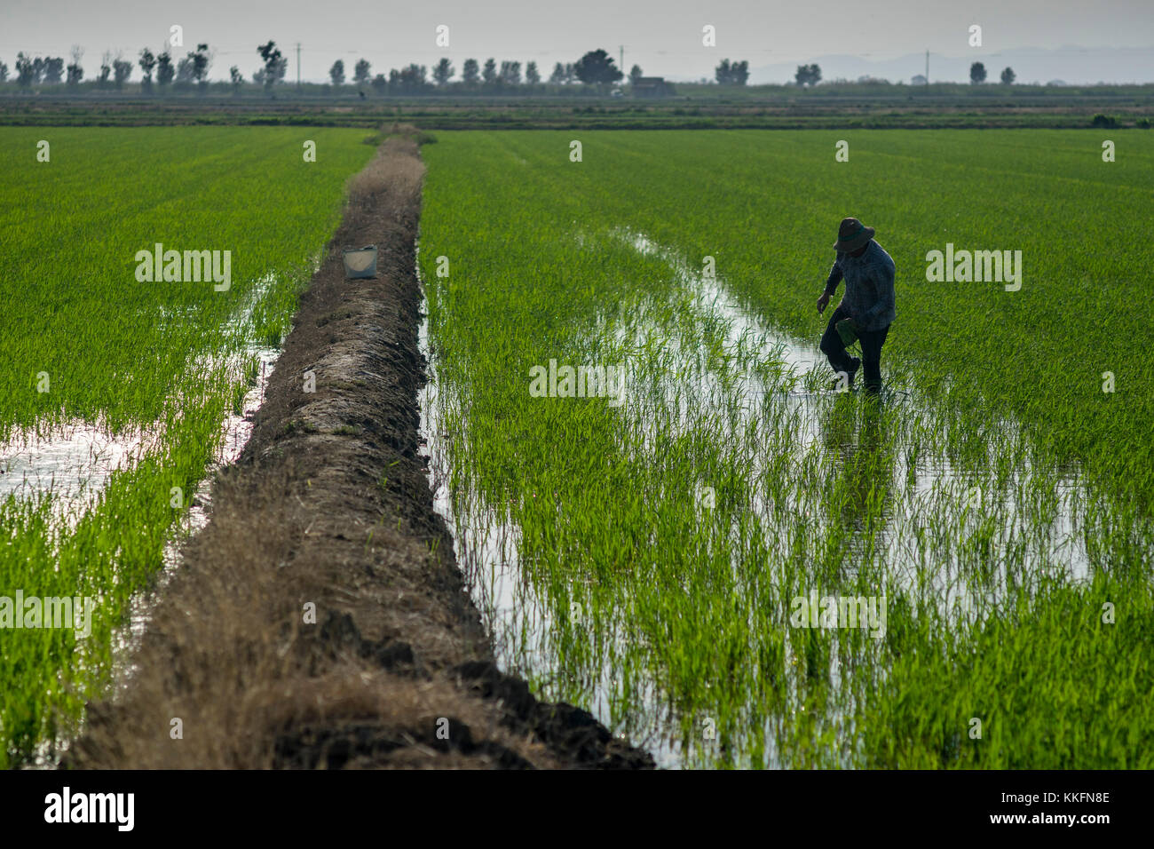 Rice fields in the Ebro Delta, Catalonia, Spain Stock Photo - Alamy