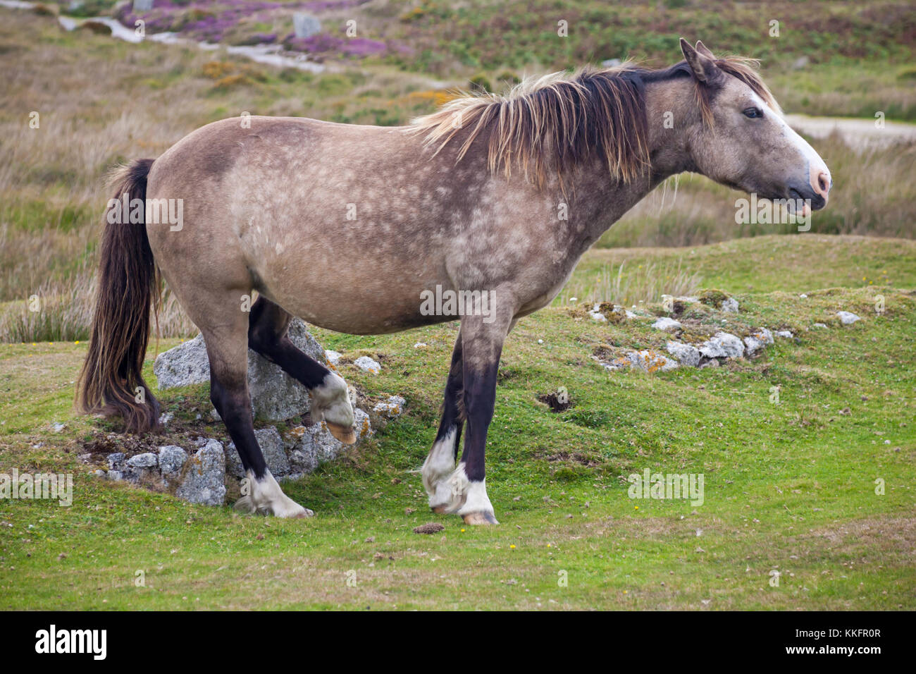 Lundy pony hi-res stock photography and images - Alamy