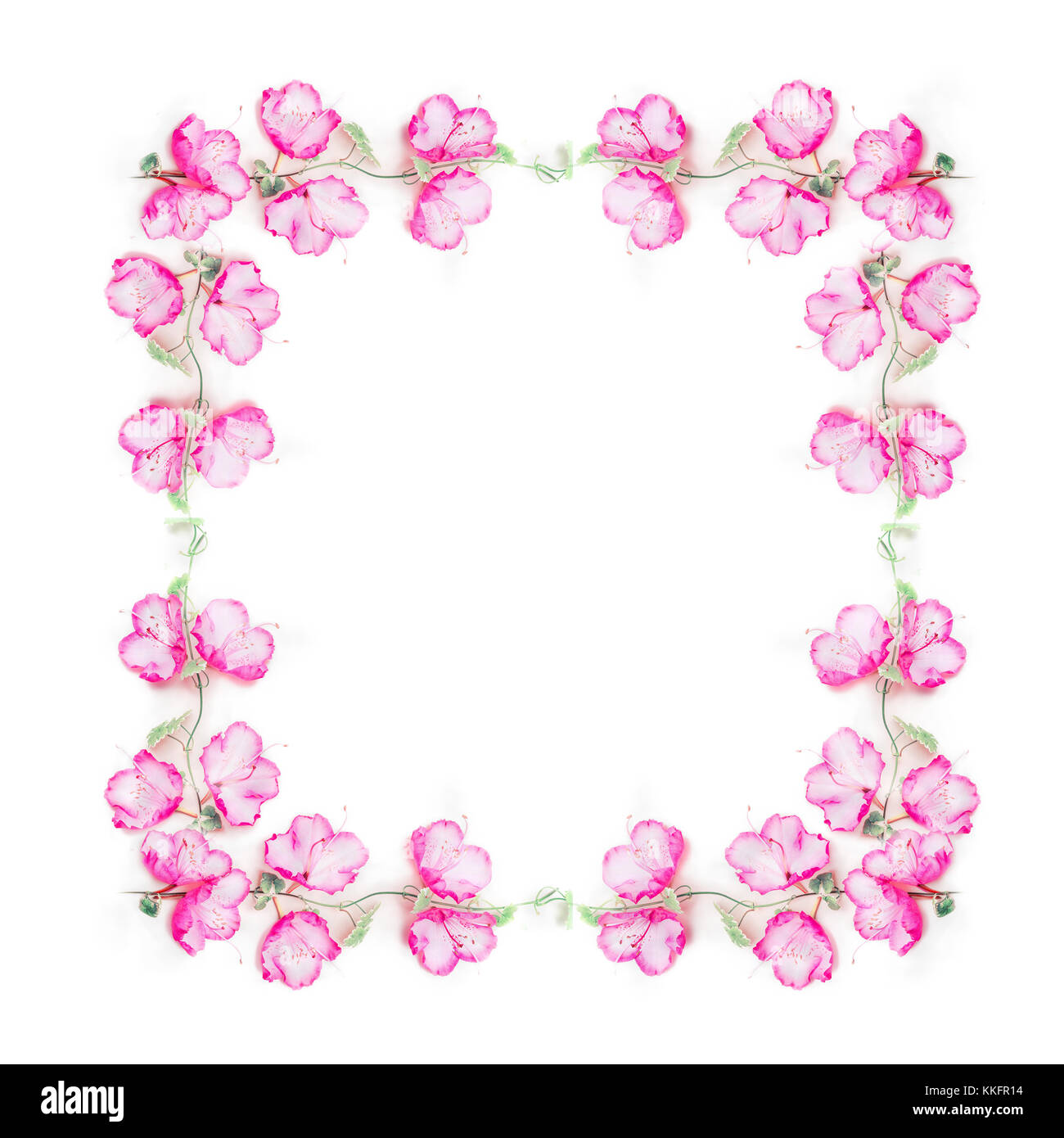 Floral frame with pink flower buds, branches and leaves on climbing ...