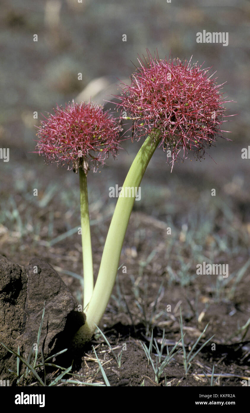 Fireball Lily, Zimbabwe / (Scadoxus multiflorus, Haemanthus multiflorus ...