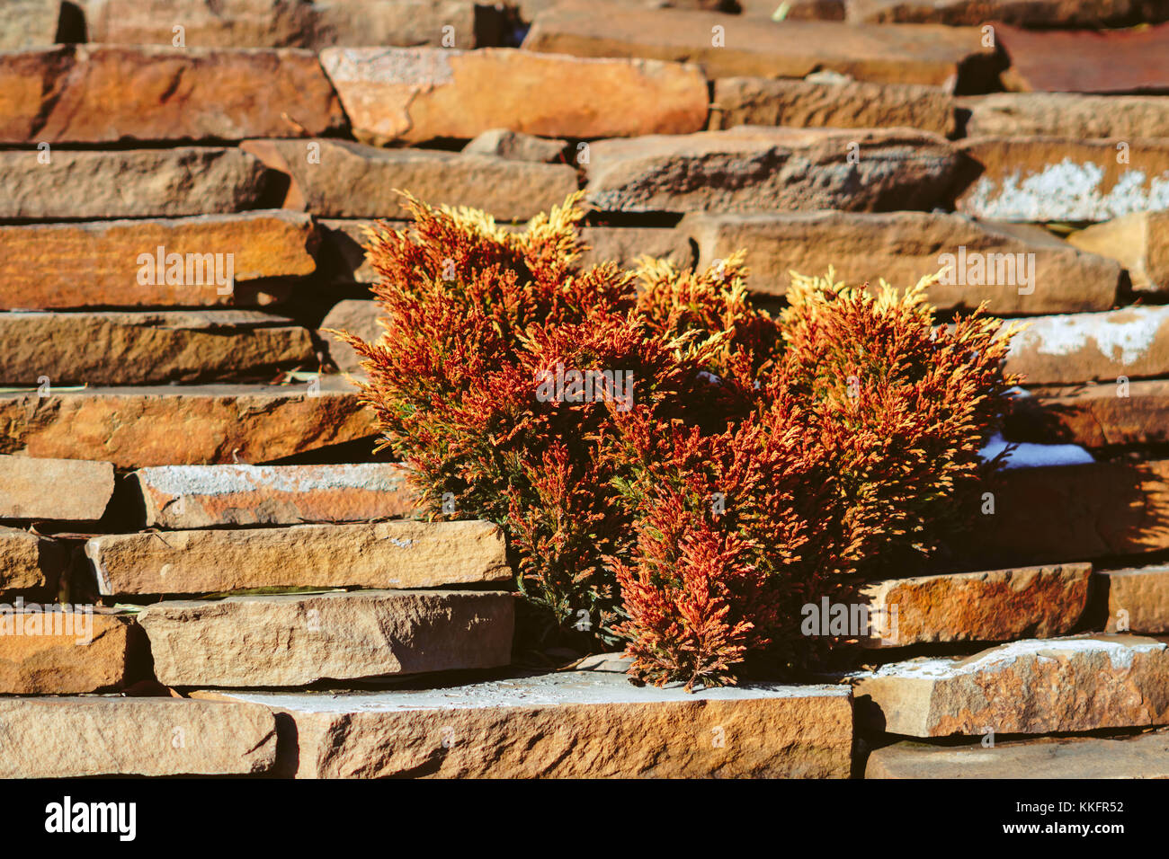 Yellow grass background. Grass texture. Close-up dry, old, natural ...