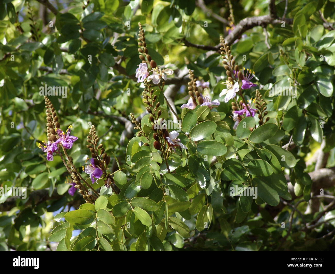 Rhodesian teak hi-res stock photography and images - Alamy