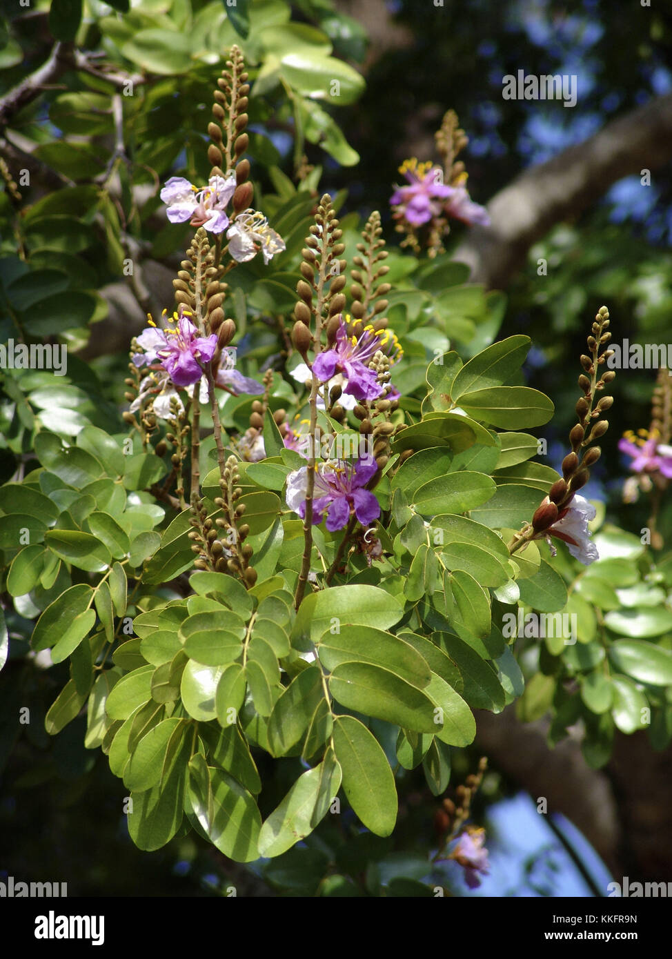 Rhodesian teak hi-res stock photography and images - Alamy