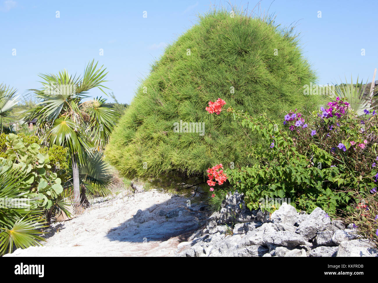 Different kind of plants on uninhabited island Half Moon Cay (Bahamas ...
