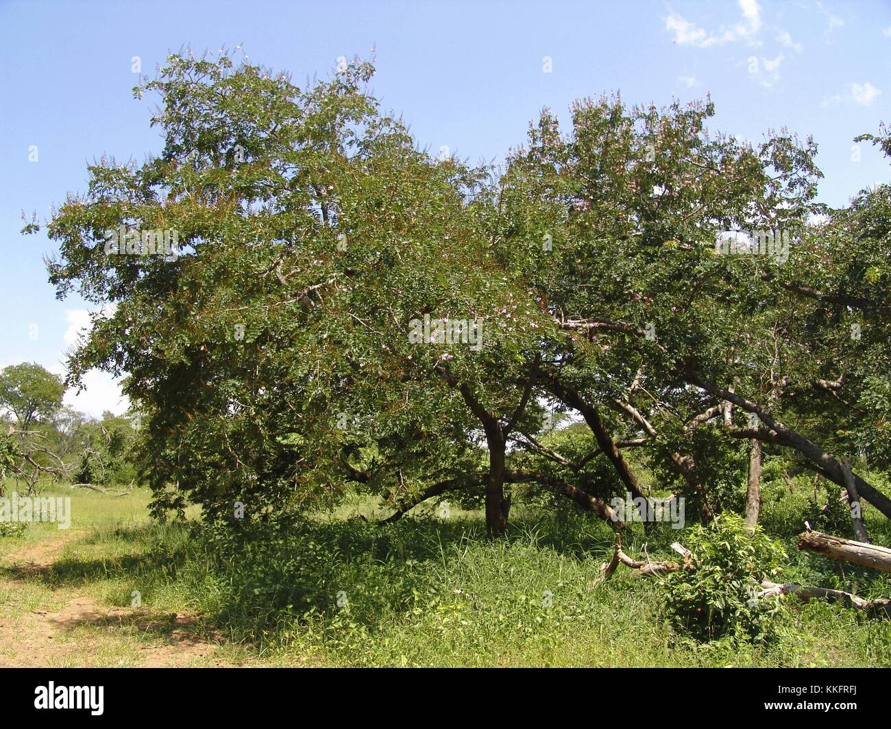 Zambezi Rhodesian Teak | usage worldwide Stock Photo - Alamy