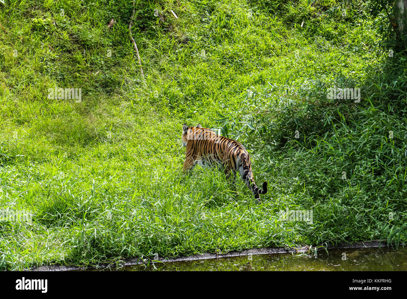 Tiger in the grass of zoo, Hawaii Big Island Stock Photo - Alamy