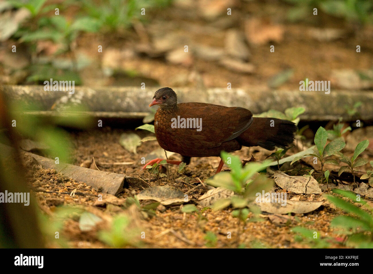 Sri Lanka Spurfowl (Galloperdix bicalcarata Stock Photo - Alamy